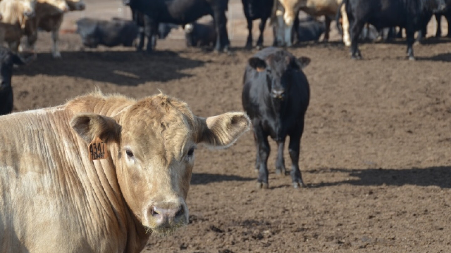 Valuable Cattle Genetics Among Losses in Wildfires - Drovers