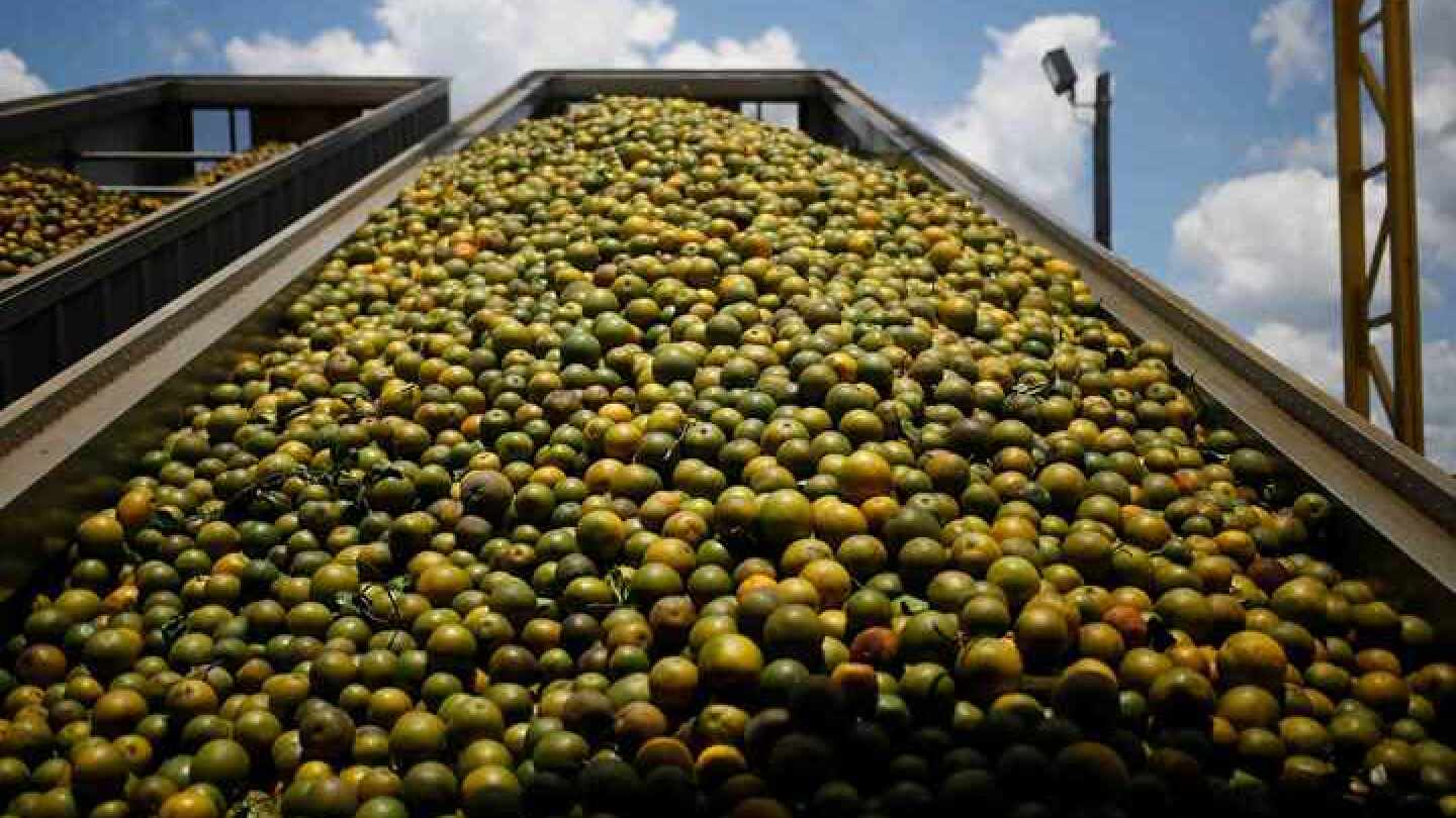 California May Usurp Florida's Crown as U.S. Orange King - The Packer