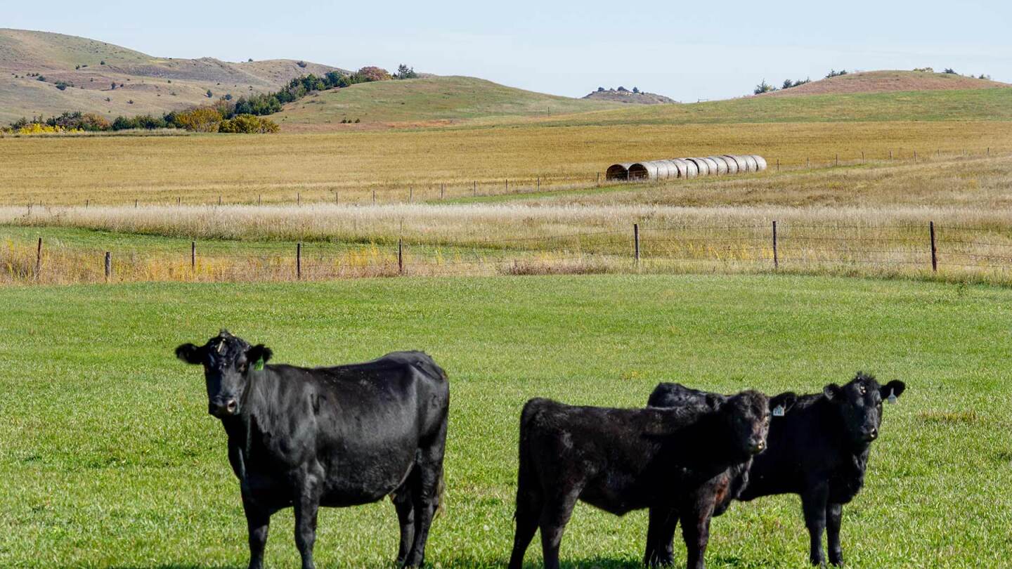 Methane Production in Grazing Beef Systems
