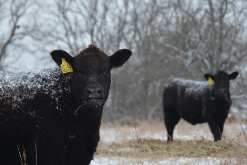 Calving and Cow Nutrition in Extreme Cold