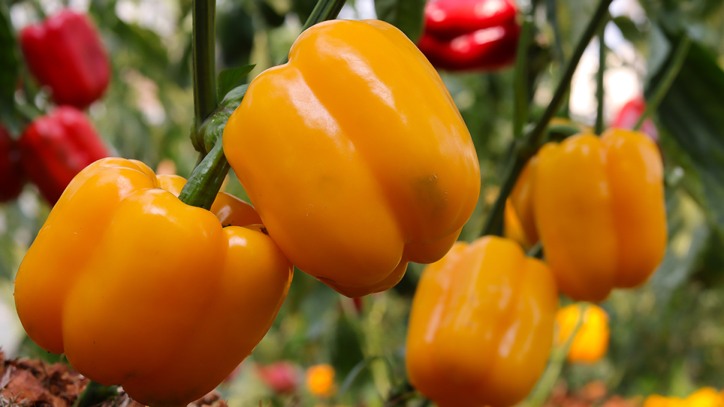 PennRose Farms looks to rising volume of Mexican produce - The Packer