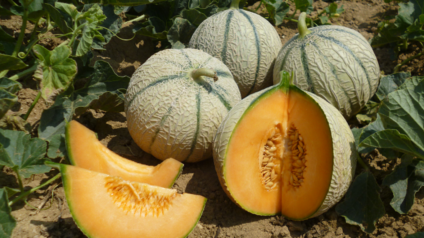 BASF acquires melon breeder ASL - The Packer