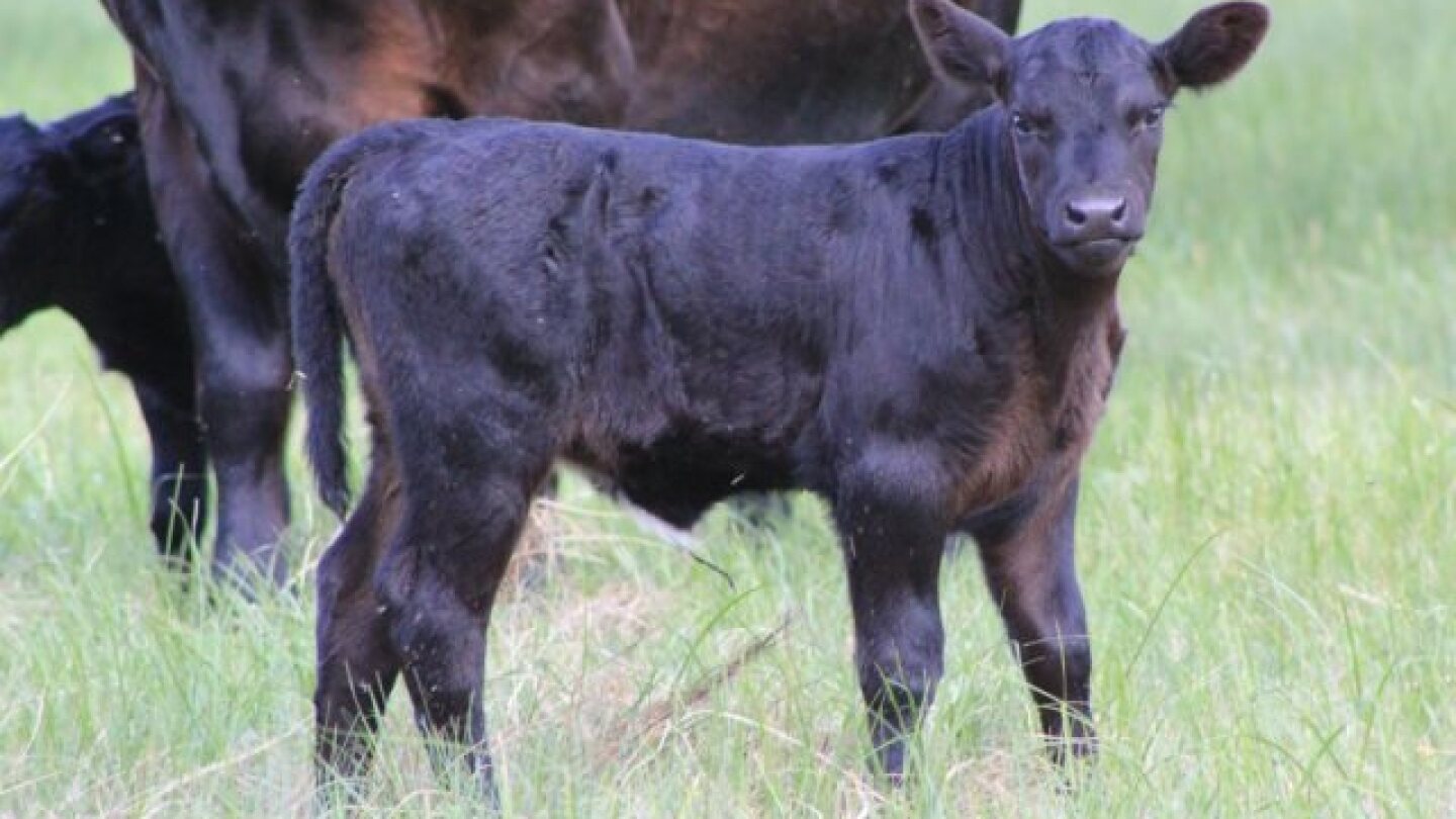 Calf Hernia Repair in the Field - Bovine Vet