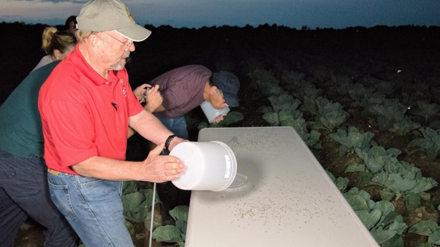 Genetically Engineered Insects Next For Agriculture? - AgWeb