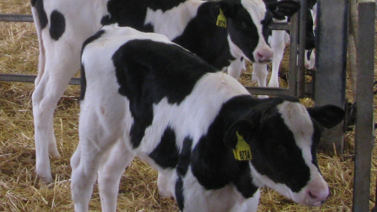 Rumen Development, Don't Wean Calves Without It! - Dairy Herd Management