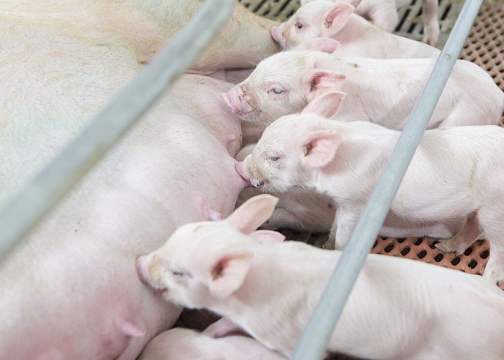 Revolutionizing Sow Nutrition: Precision Feeding During Lactation ...