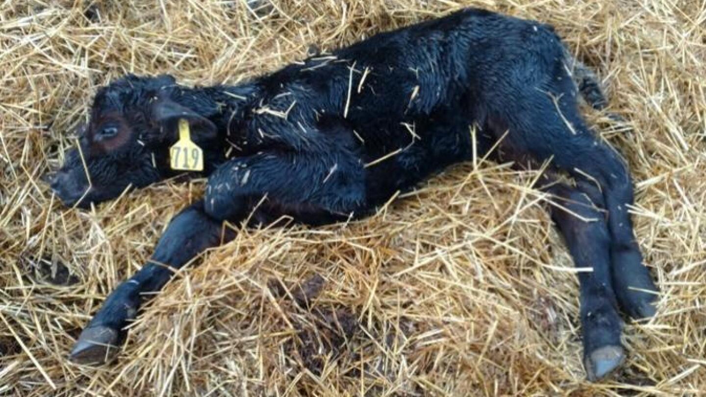 Treating Calf Scours