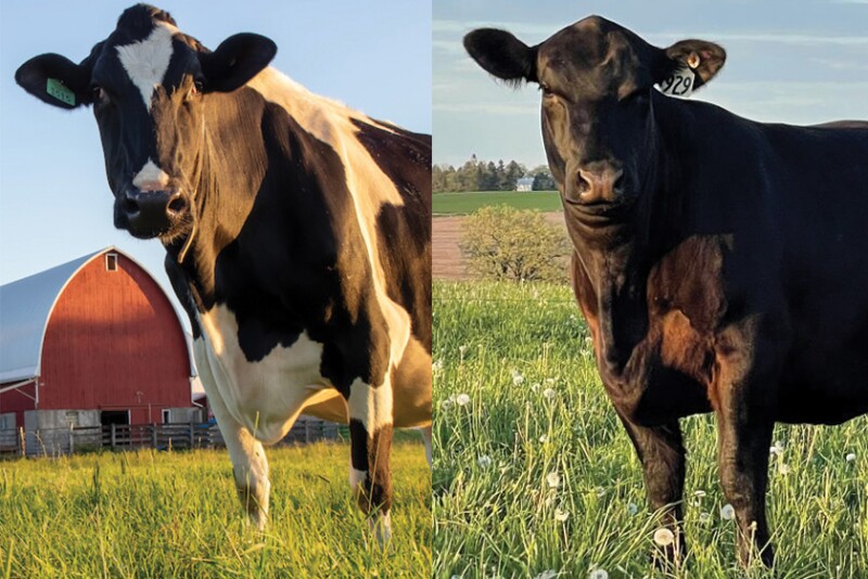 Today is No ‘Udder” Day – It’s Cow Appreciation Day! - Dairy Herd