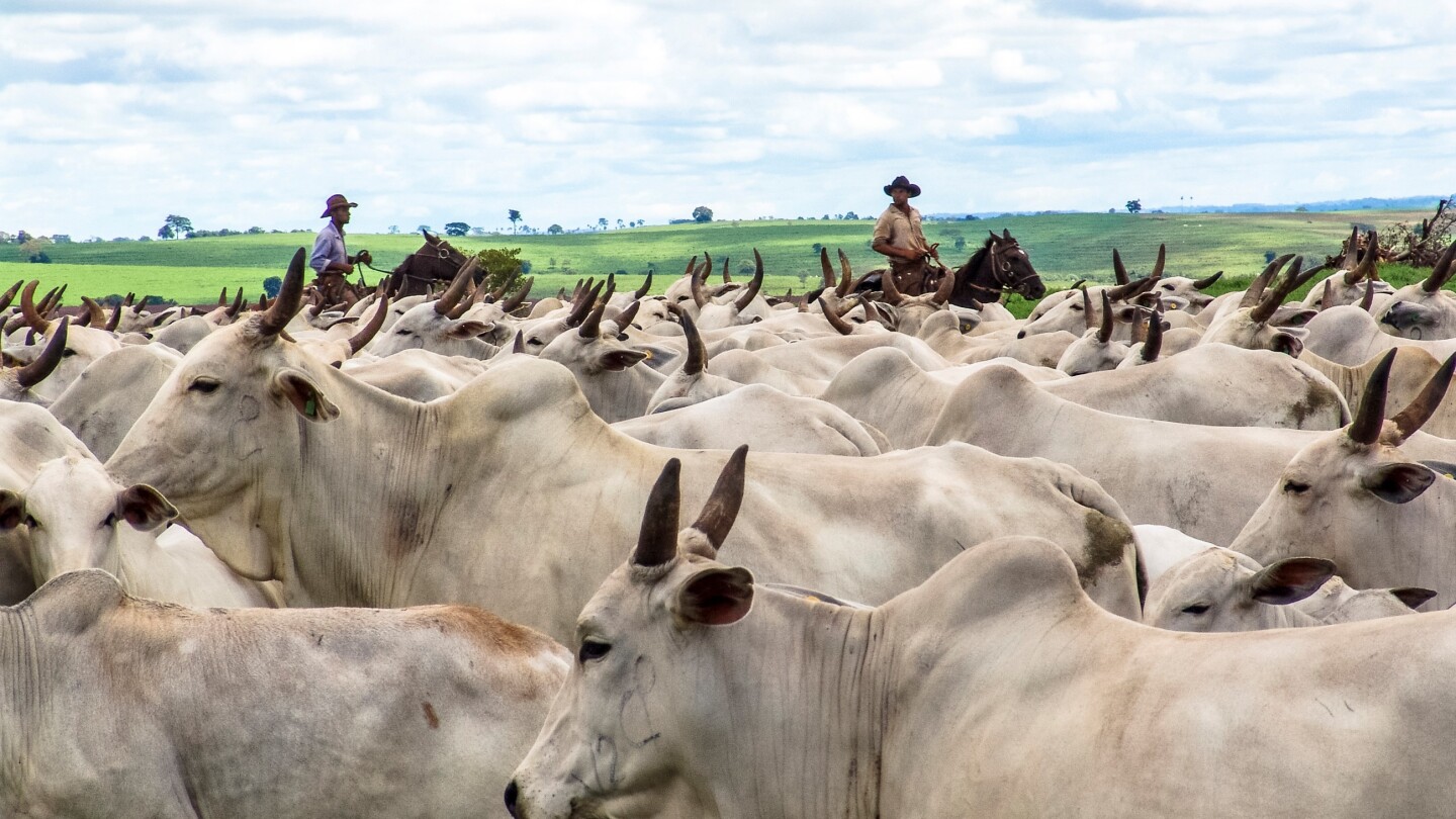 Brazil Rejects BSE Risk, But NCBA Asks Vilsack To Stop Imports To U.S.