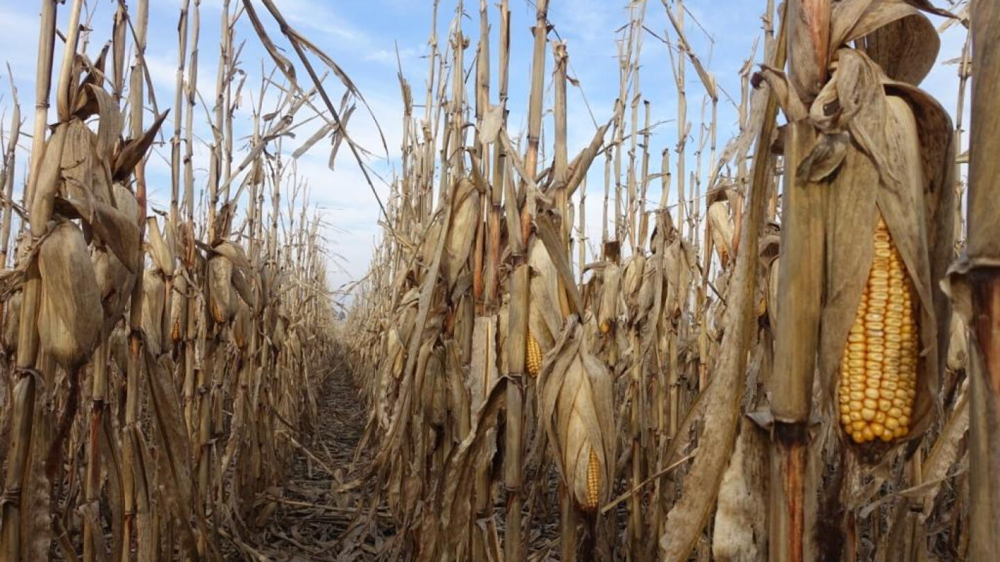 dsm-firmenich World Mycotoxin Survey Reveals Escalating Global Risk ...