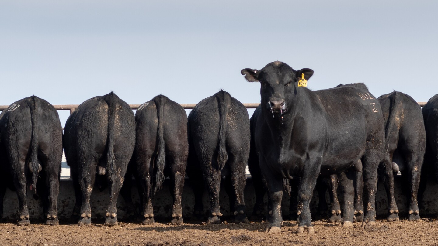 Gardiner Angus Ranch Early Bird Bull Sale Report - Drovers