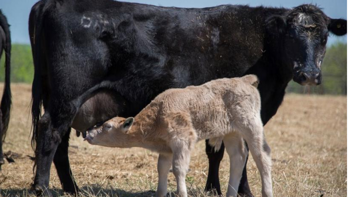 Feed Cows at Night to Produce More Calves in Daylight - Bovine Vet