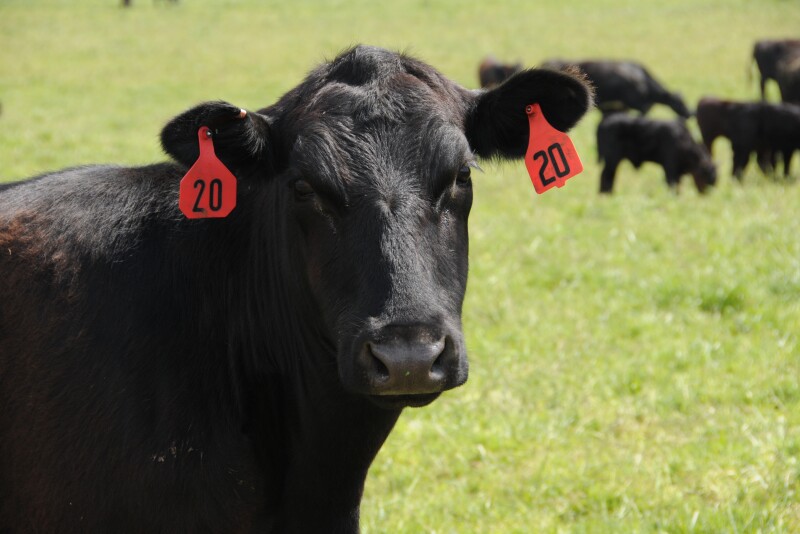 Are cattle in the U.S. causing an increase in global warming? - Dairy Herd