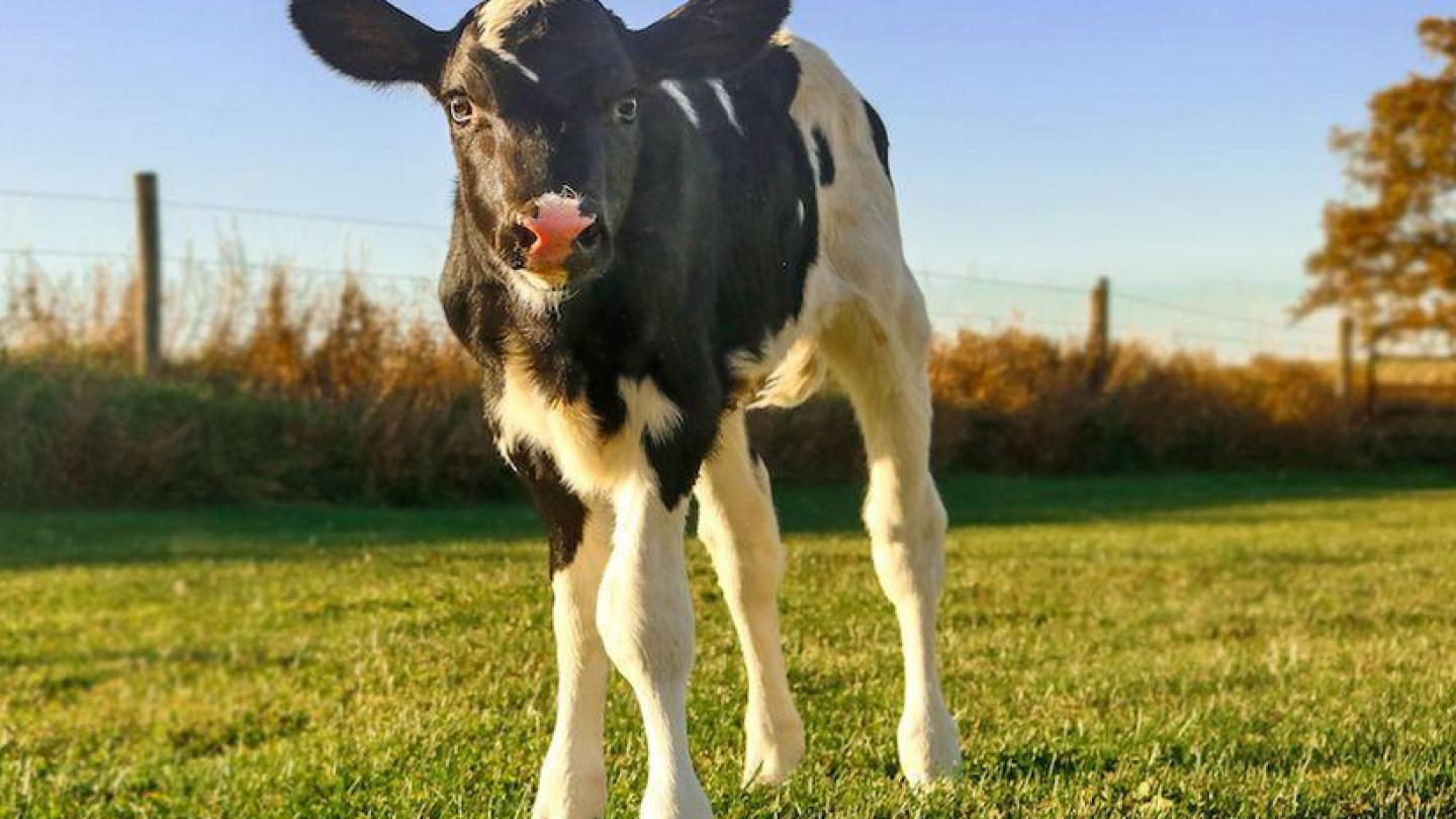 Dairy Heifer, Calf Values Remain Robust - Dairy Herd