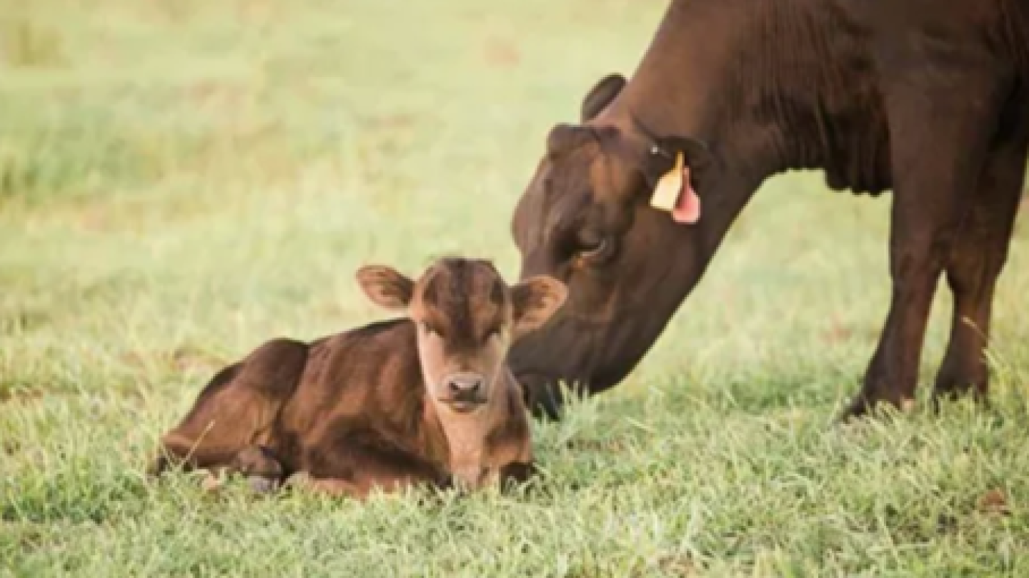 EPDs Can Move Your Breeding Program Forward Faster - Drovers