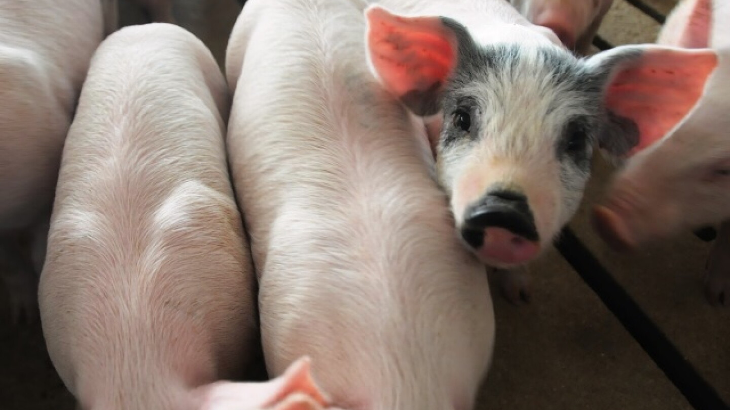 Slow Out of the Gate, Pork Industry Needs to Keep Demand Up - Pork Business