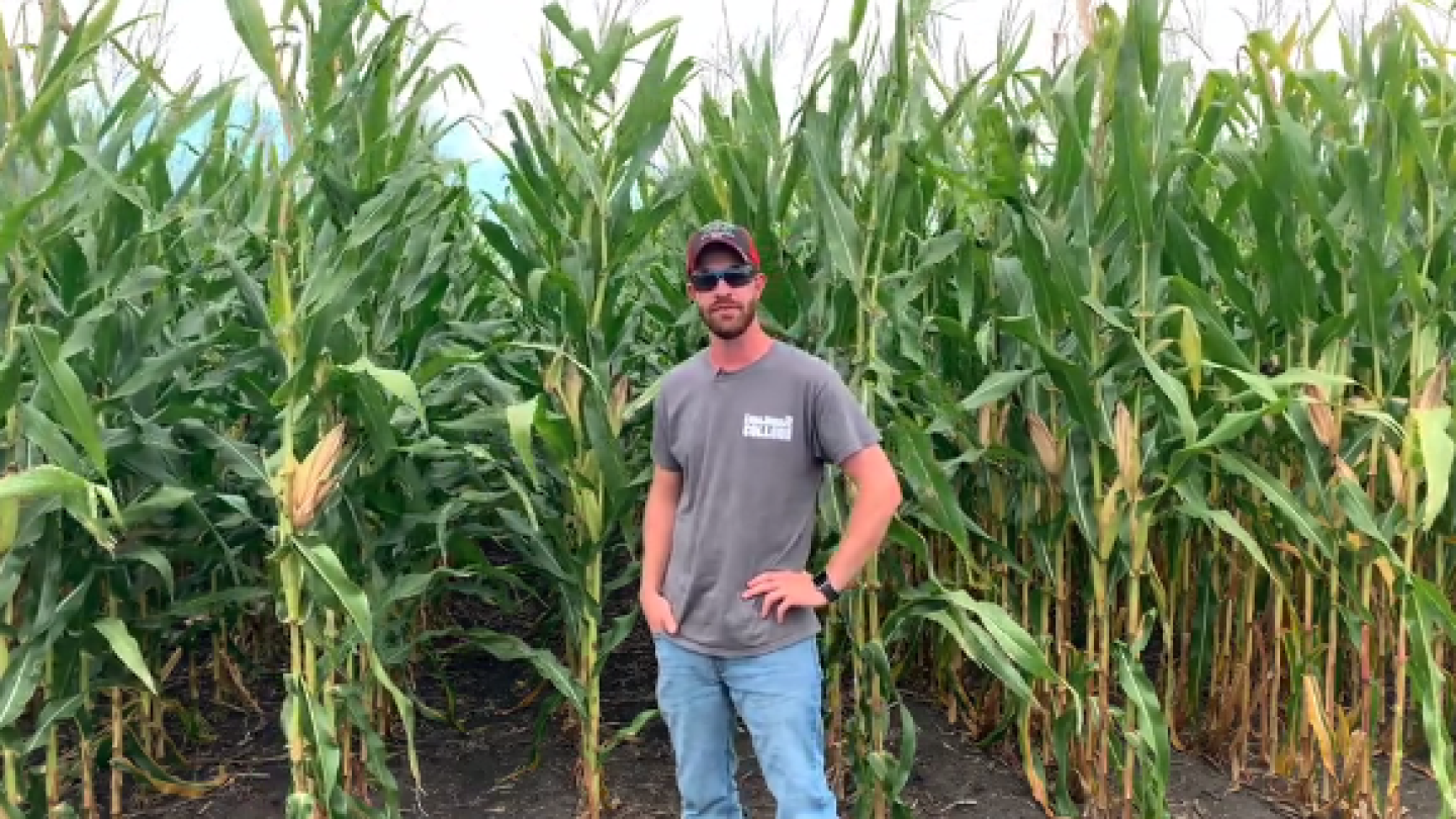 Video: Use Late-Season N Evaluations To Maximize Corn Yield - The Scoop