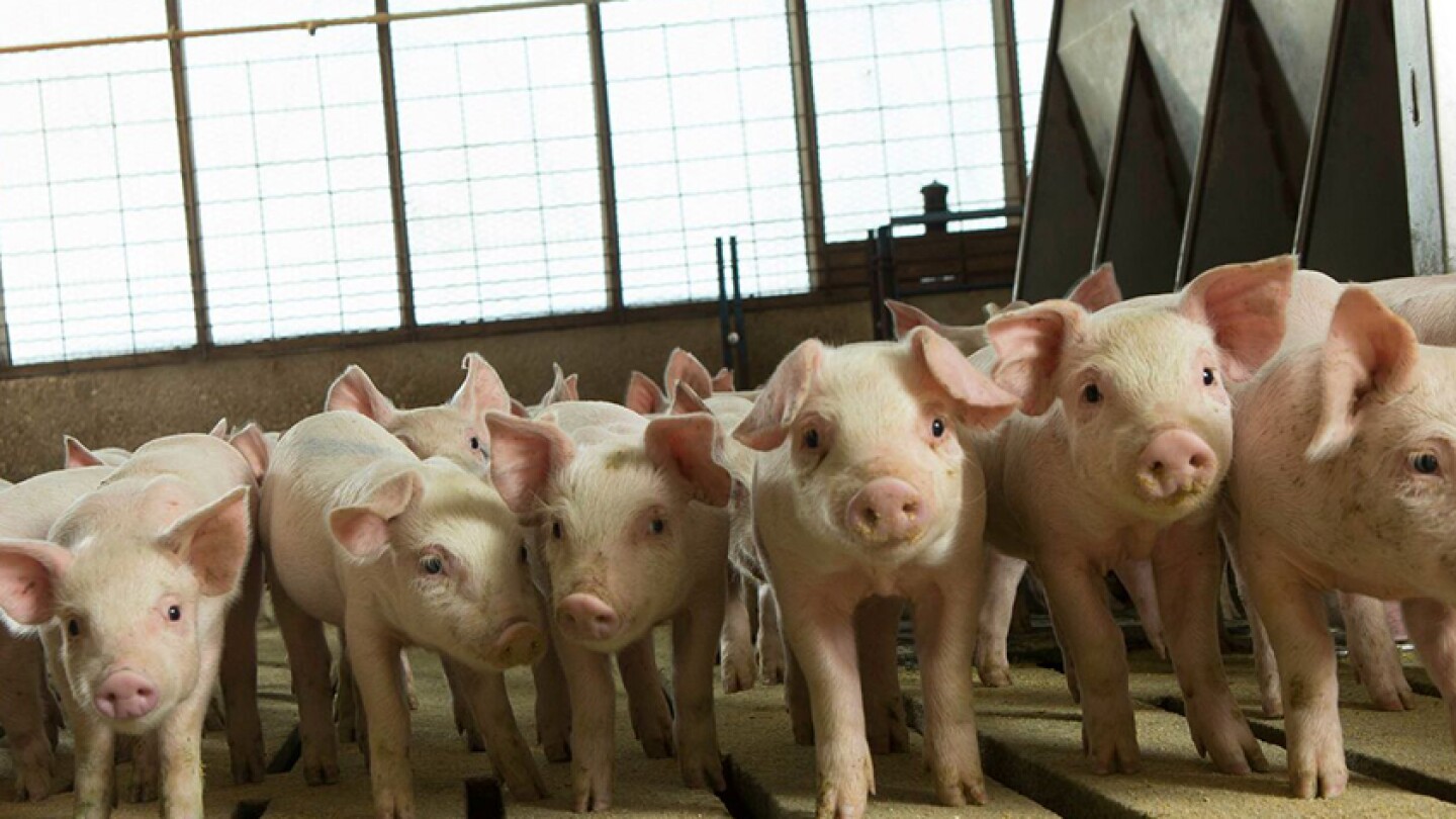 Weaner Pig Breakeven at $96.00, Down $11.13 From Last Week - Pork Business