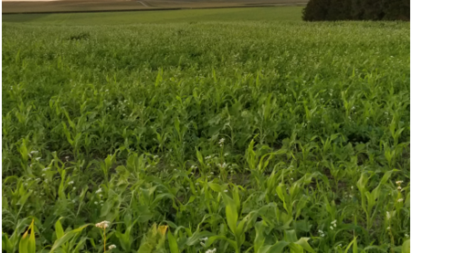 My Road to Using Cover Crops - AgWeb
