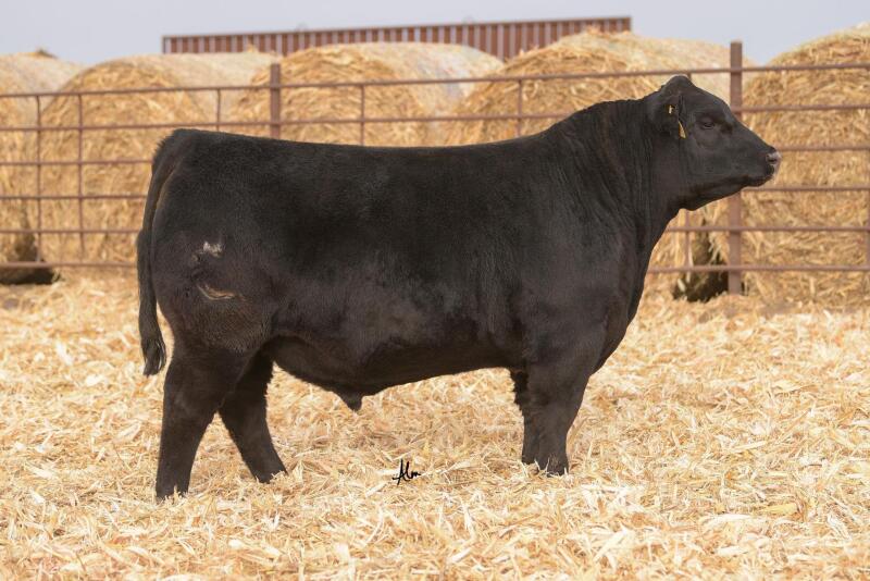 Nebraska Bull Second Highest-Selling Angus - Drovers