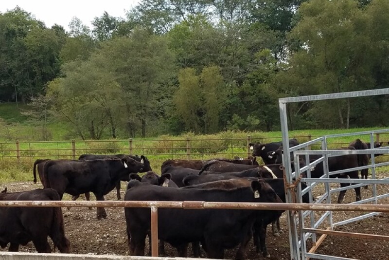 Tips for Weaning Beef Calves - Drovers