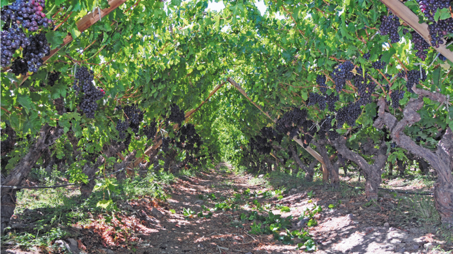 Chilean grapes look for big rebound - The Packer - Fruit and Vegetable ...