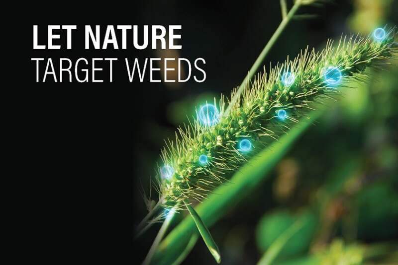 Let Nature Target Weeds with Bioherbicides - AgWeb