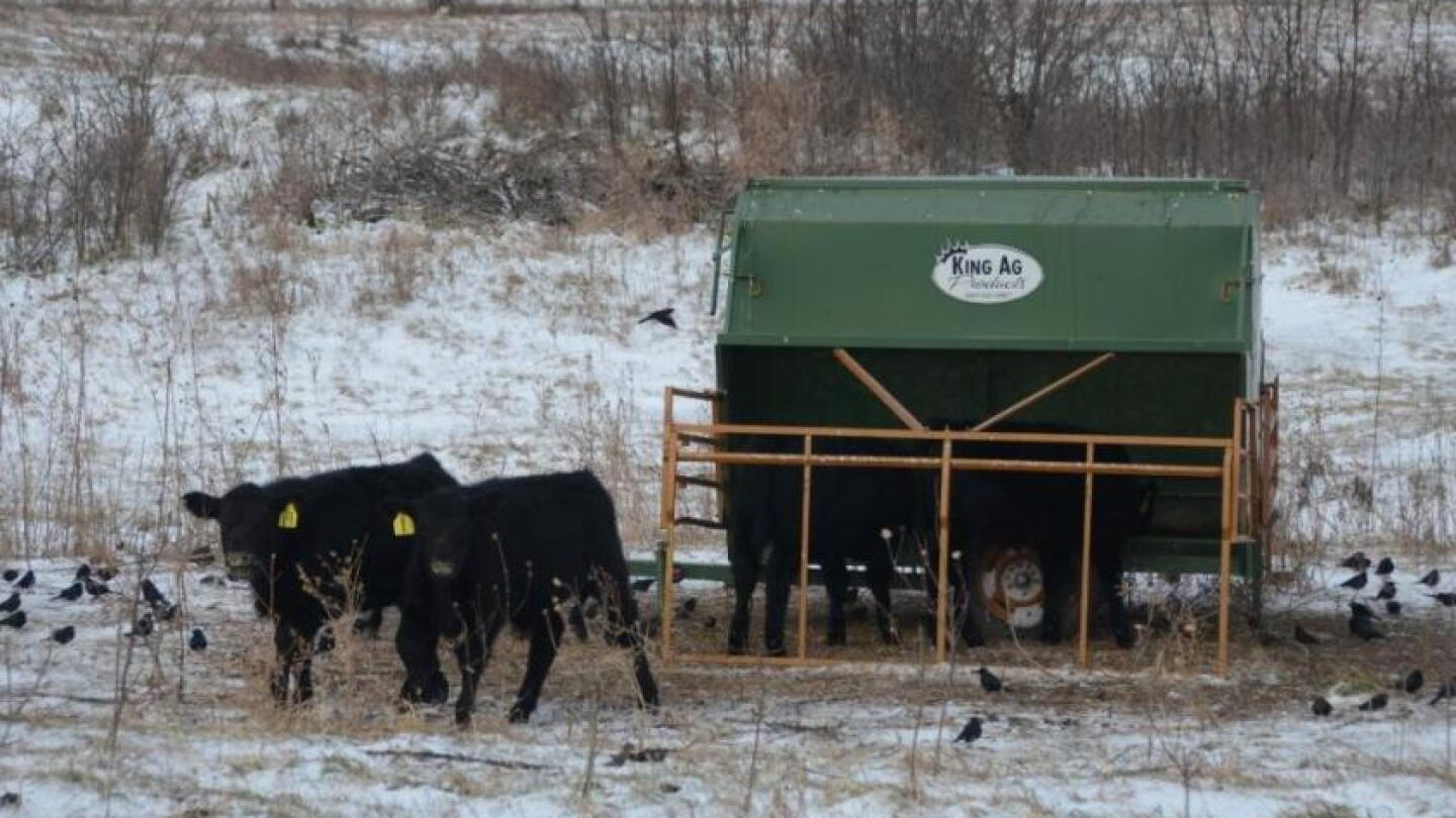 Creep Feeding Fall-Born Calves: Yes or No? - Drovers
