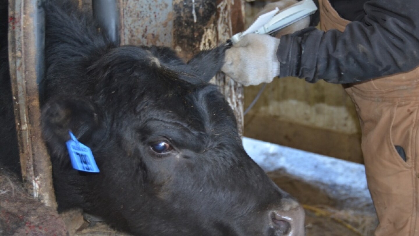 Beef Cattle Implant Changes: What You Need to Know - Bovine Vet