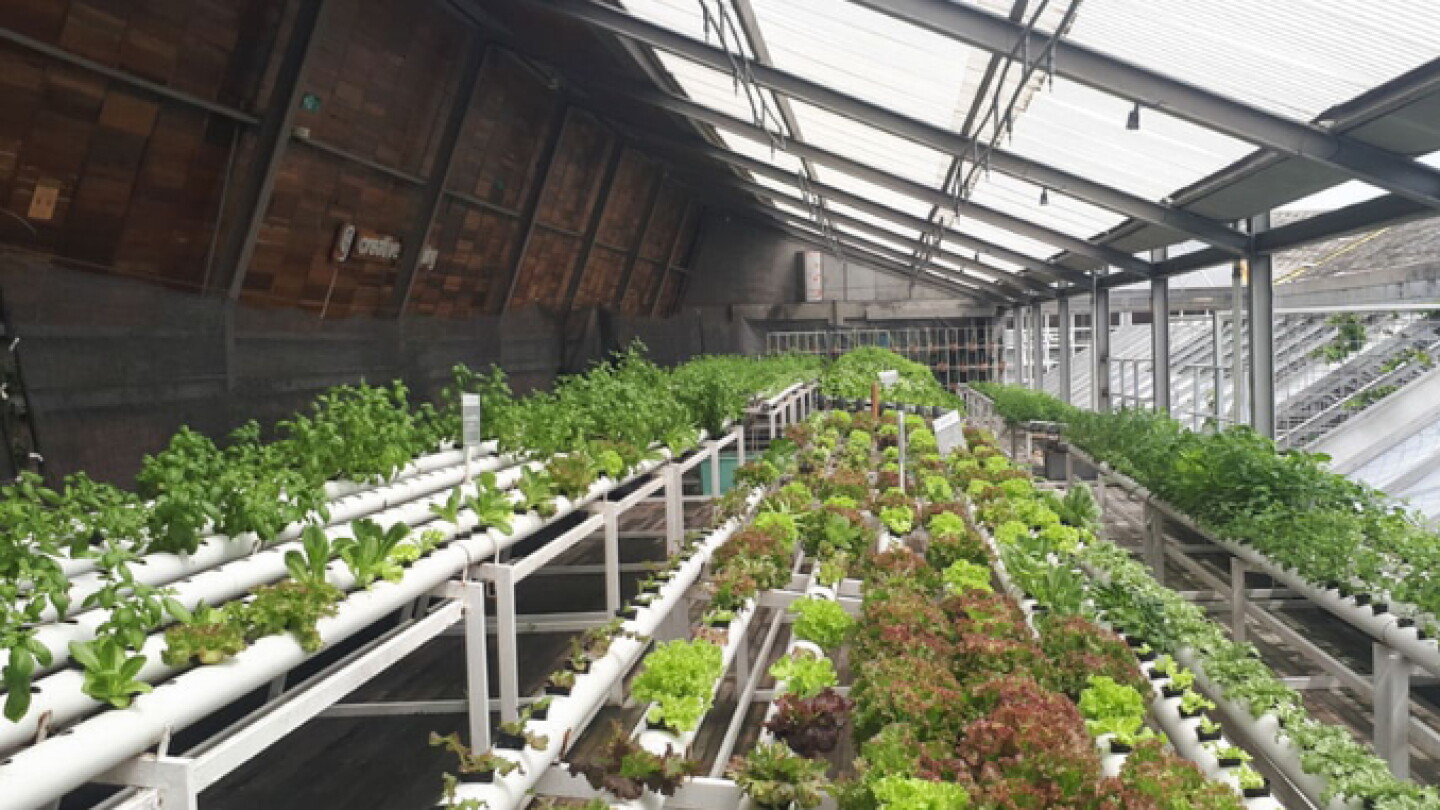 AMCO Produce seeks new distributors - The Packer