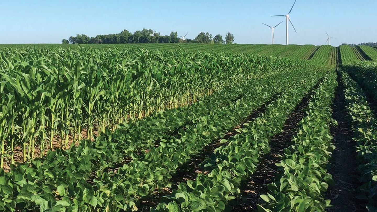 From the Rows | Aug. 17, 2021 — Chip Flory (West) - Pro Farmer