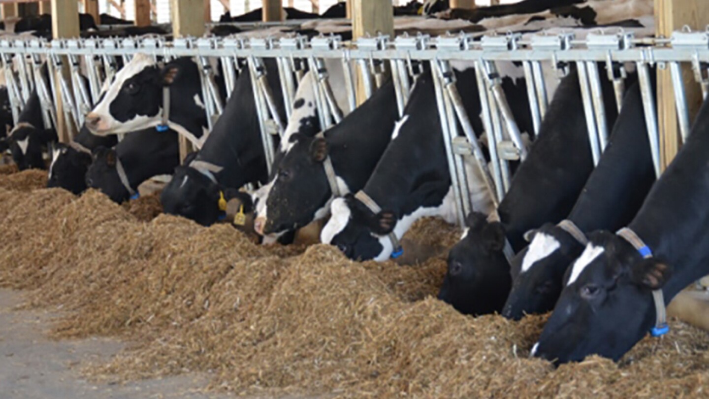 Research Shows Rumen Additives and Controlled Energy Can Benefit Cows ...
