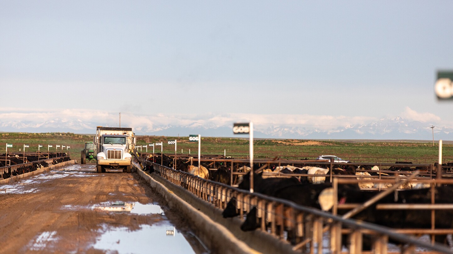 Magnum Feedyard Earns Certified Angus Beef Award - Drovers