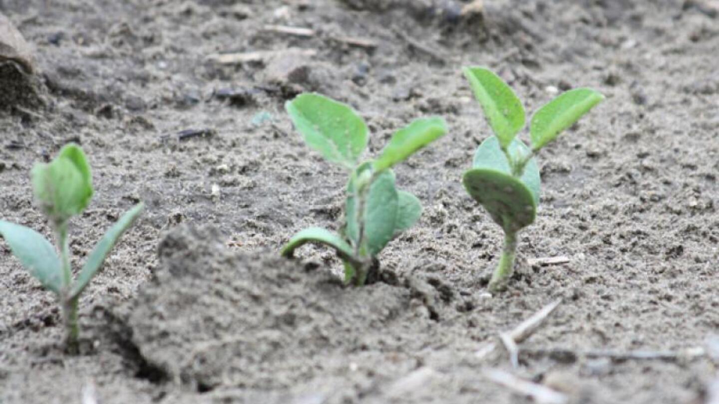 The Ultimate Plot Planting List - The Scoop