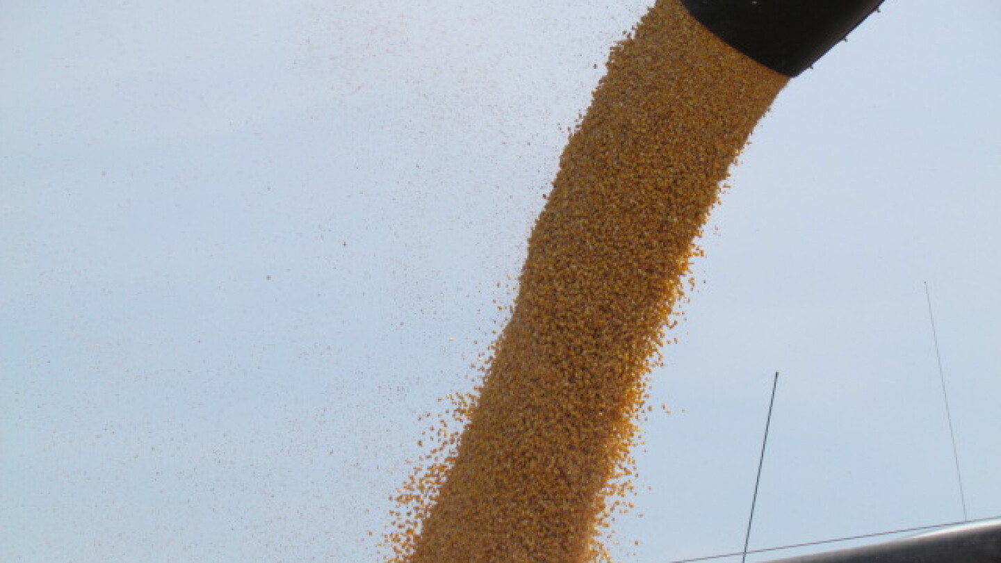 IGC Raises Global Corn Production but Cuts Ending Stocks - AgWeb
