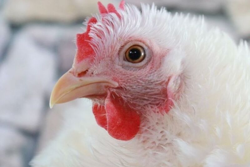 Why We're Seeing More Bird Flu Infections Earlier - AgWeb