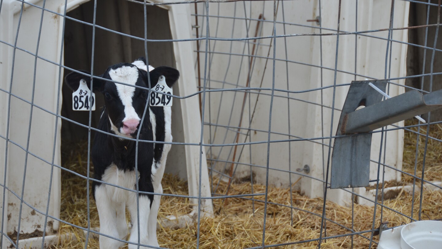 Is Genomics Accelerating Inbreeding? - Dairy Herd Management