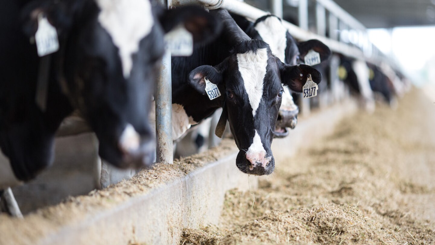 Cull Cow Rates Climb, Milk Price Futures Fade - Dairy Herd Management