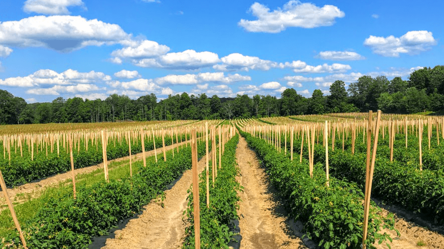 New York produce growers anticipate good 2018 season - The Packer