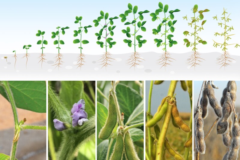 soybean pod development