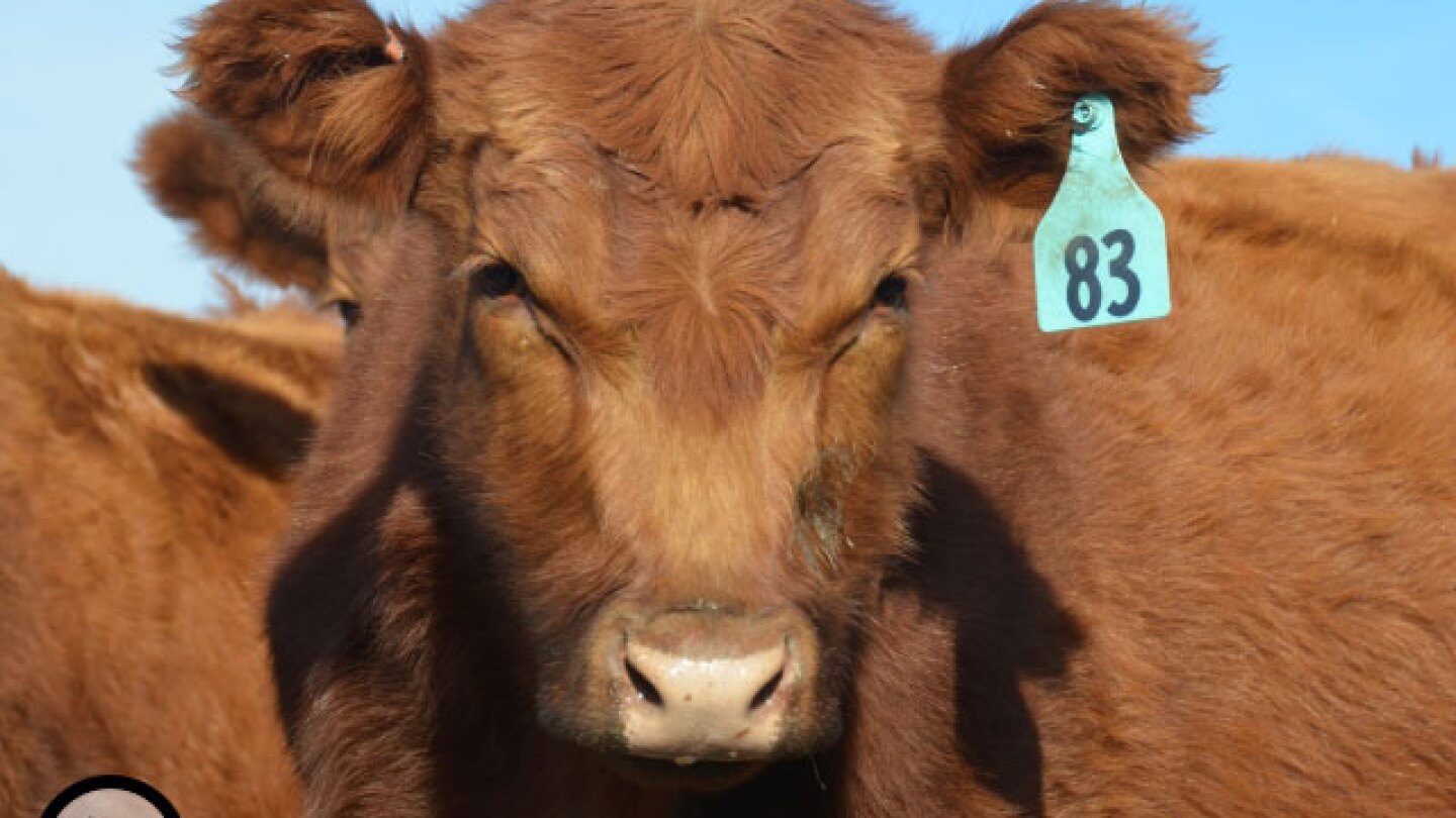 Longest Cattle Rally Since 1960s Burger Boom Ends as Herd Grows (Video)