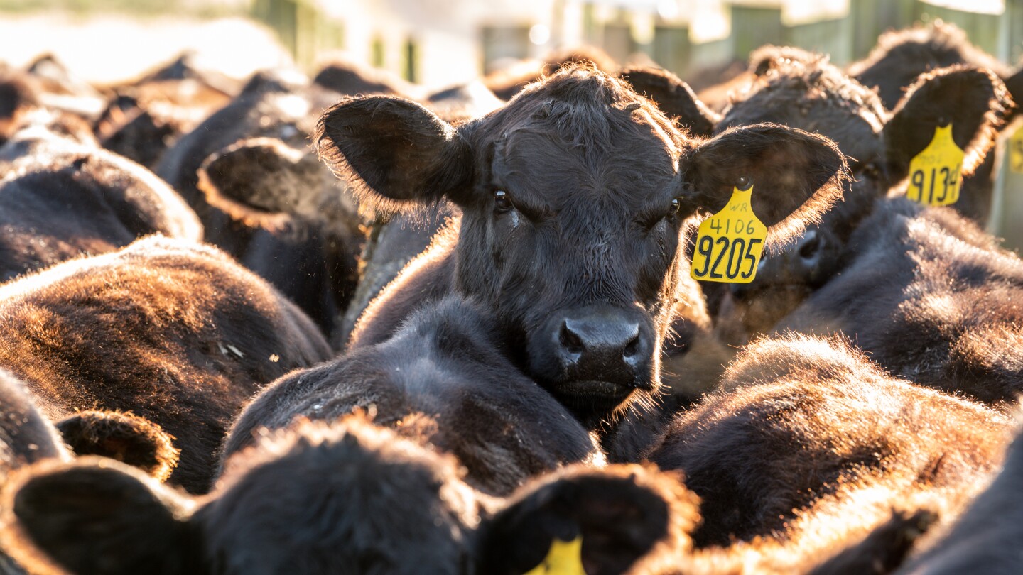 Weight Per Day of Age and Average Daily Gain - Drovers