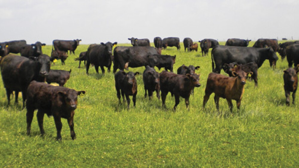 Oregon Cattle Mutilations Remain A Mystery