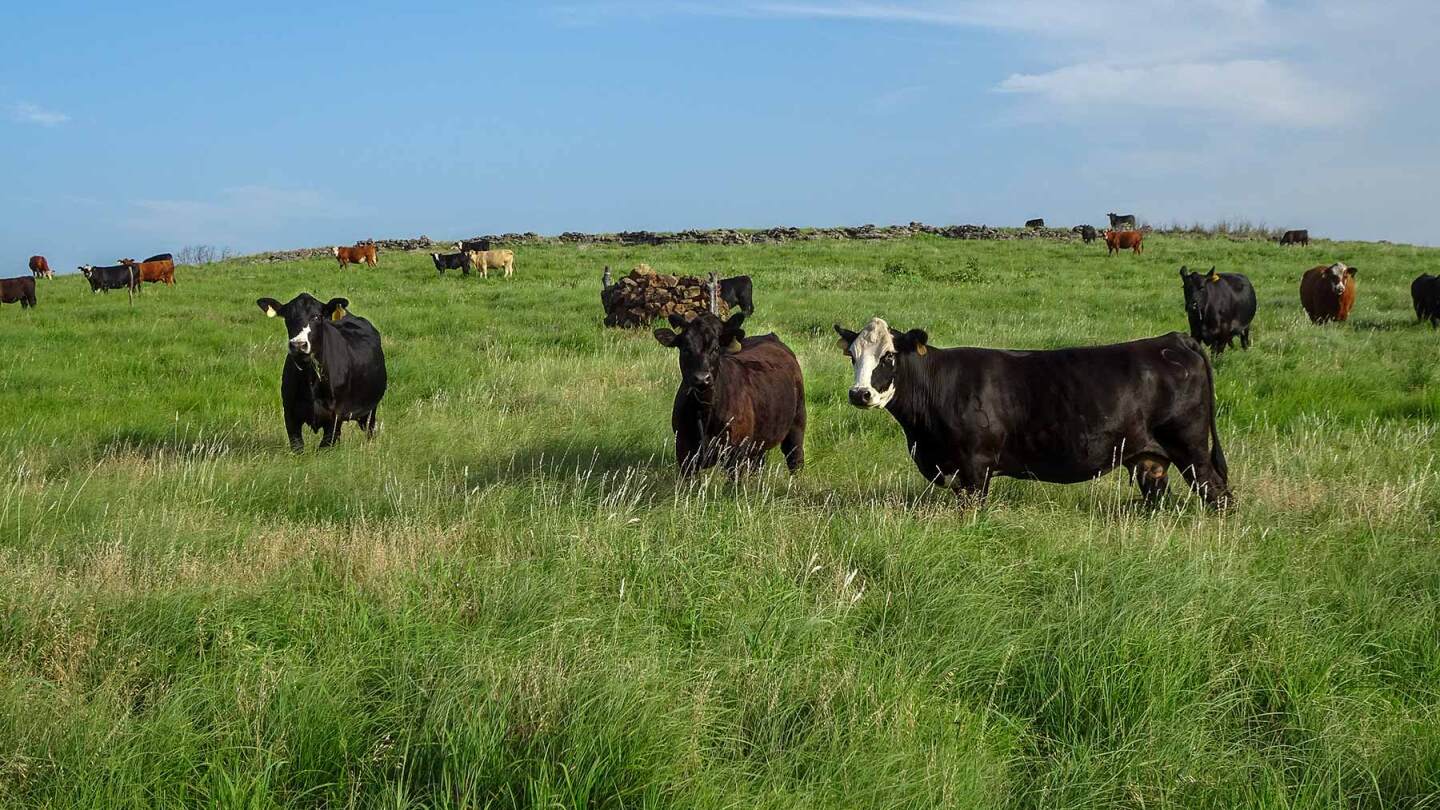 Peel: Beef Cow Slaughter and Herd Culling