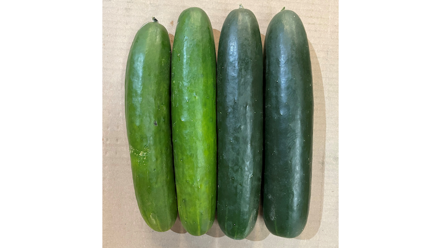 SunFed and Verdant Technologies partner to deliver fresher cucumbers ...
