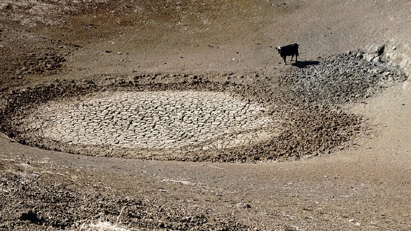 Beware Salt Toxicity Risks in Livestock - Bovine Vet