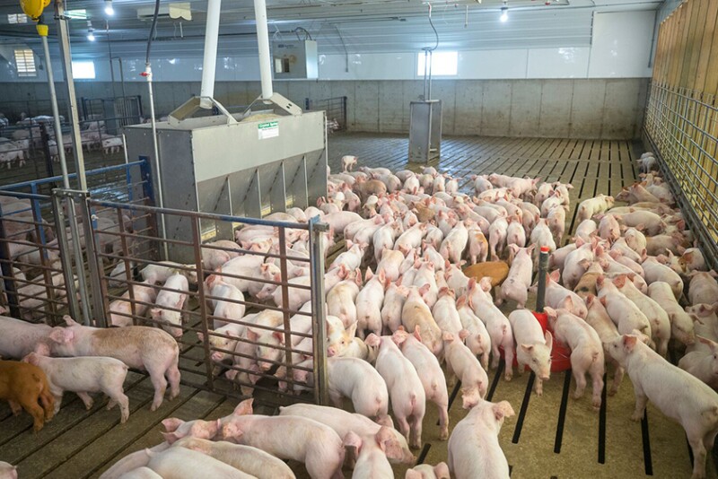 Porcine Sapovirus: A Potentially Emerging Disease - Pork Business