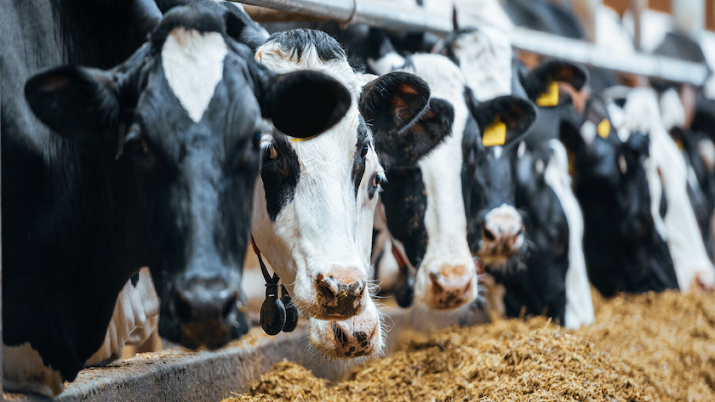 New York: A Hub for Modern Dairy Processing - Dairy Herd