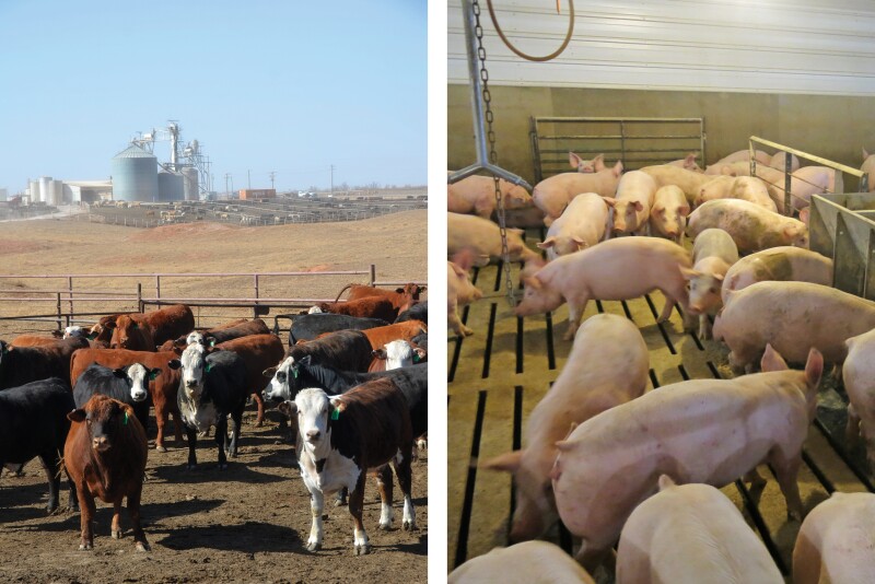 Cattle and Hog Prices End 2024 Higher with Cattle Prices Record High ...