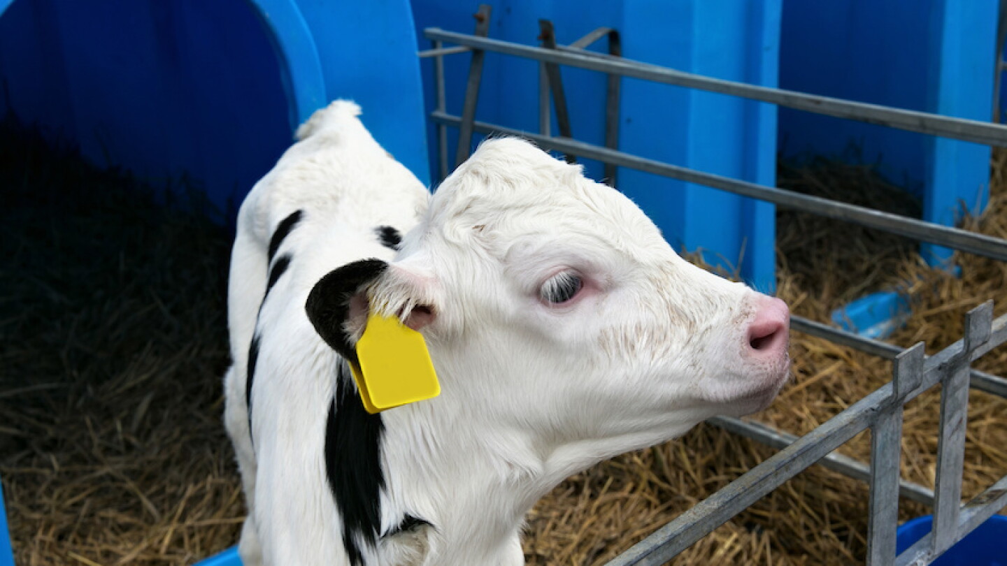 Watch Calves Carefully for Dehydration Signs - Dairy Herd